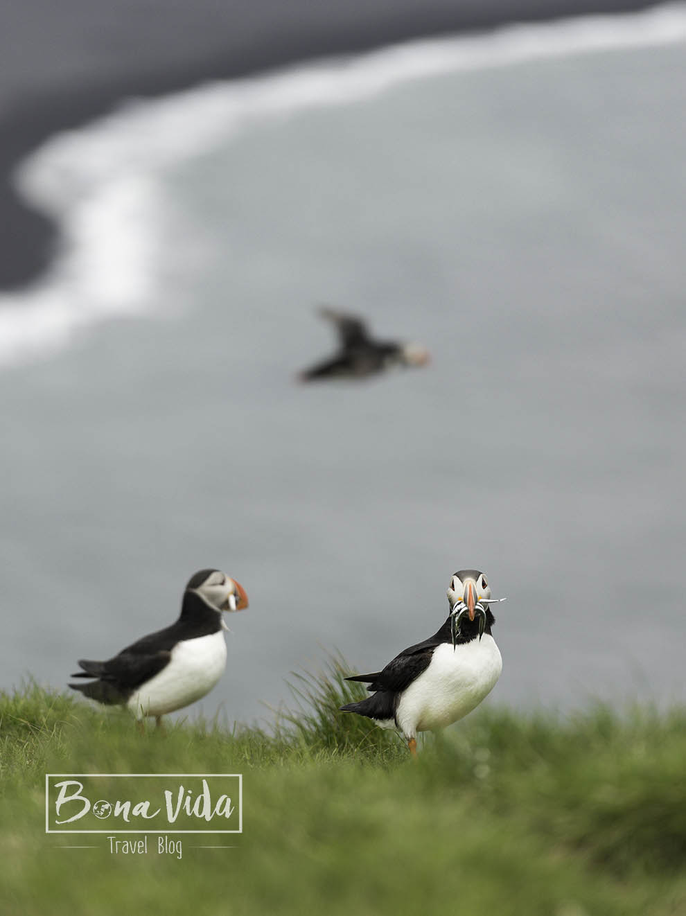 Fotografiant Puffins a un dels millors llocs d’Islàndia. – BonaVida Travel